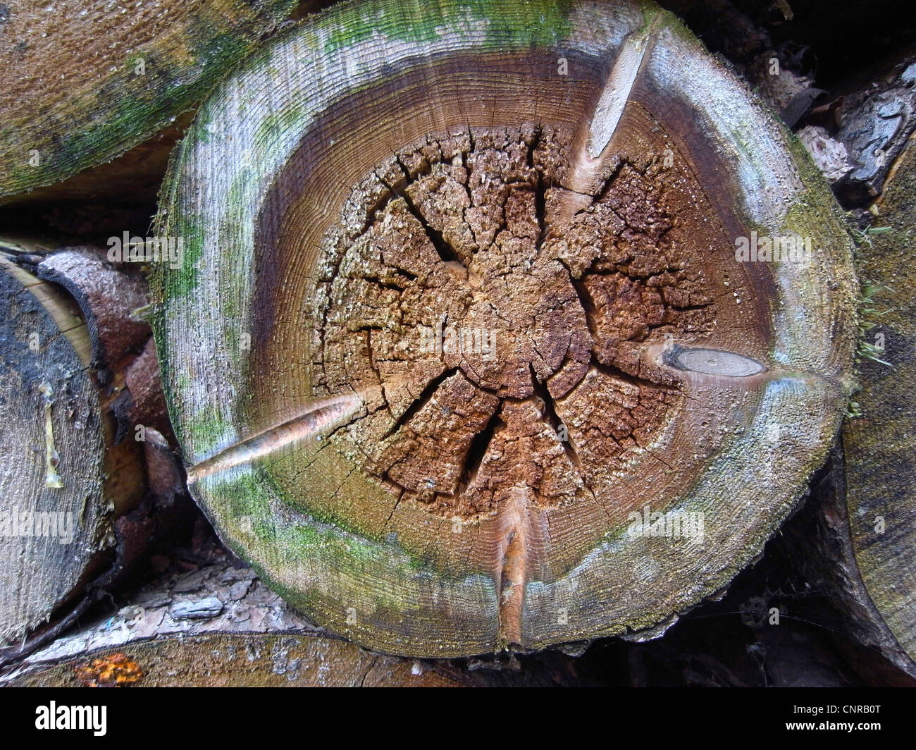 fouling tree trunk Stock Photo - Alamy