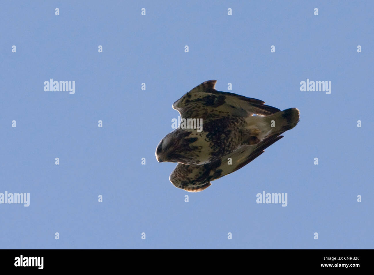 Rough legged buzzard hi-res stock photography and images - Alamy