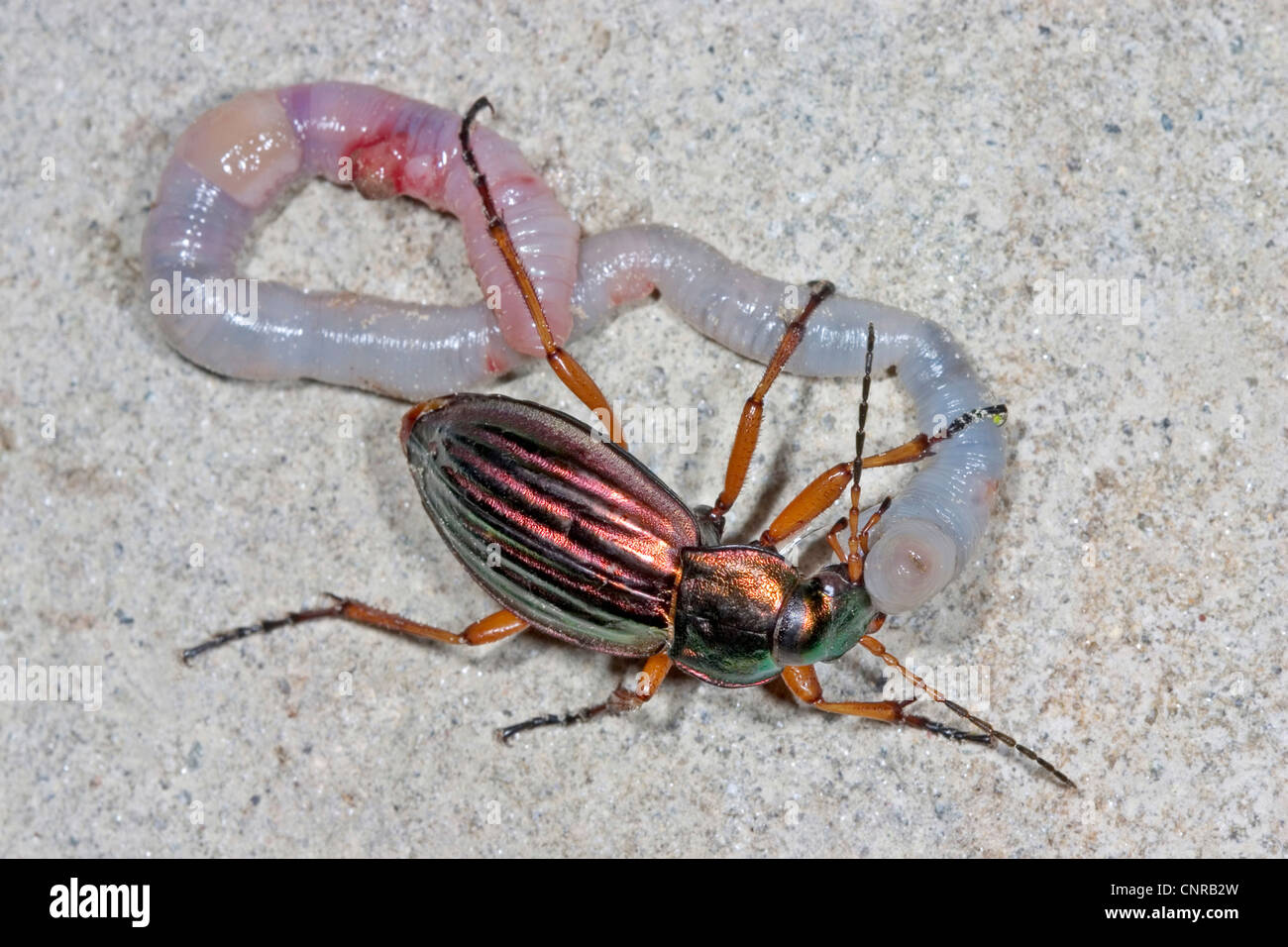 golden ground beetle, gilt ground beetle (Carabus auratus), with earth ...