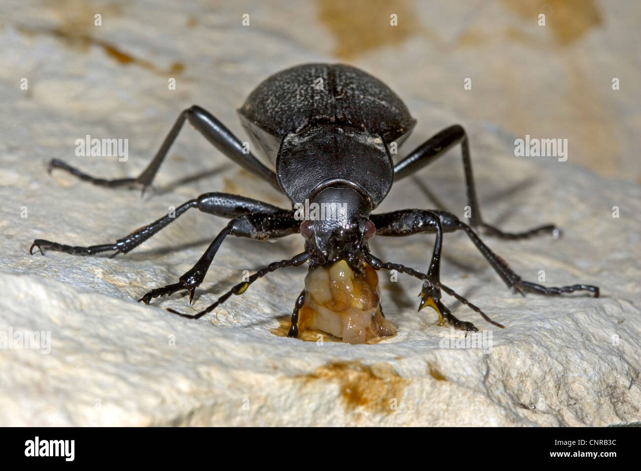 leatherback ground beetle (Carabus coriaceus), with snail as prey ...