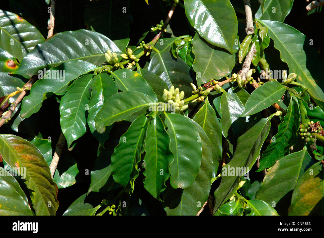 coffee (Coffea spec.), coffe plant, twig with buds, Costa Rica Stock ...