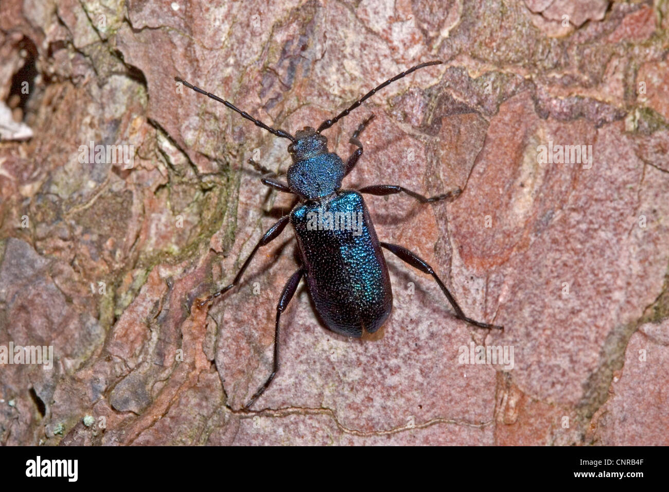 violet tanbark beetle (Callidium violaceum), on bark Stock Photo - Alamy