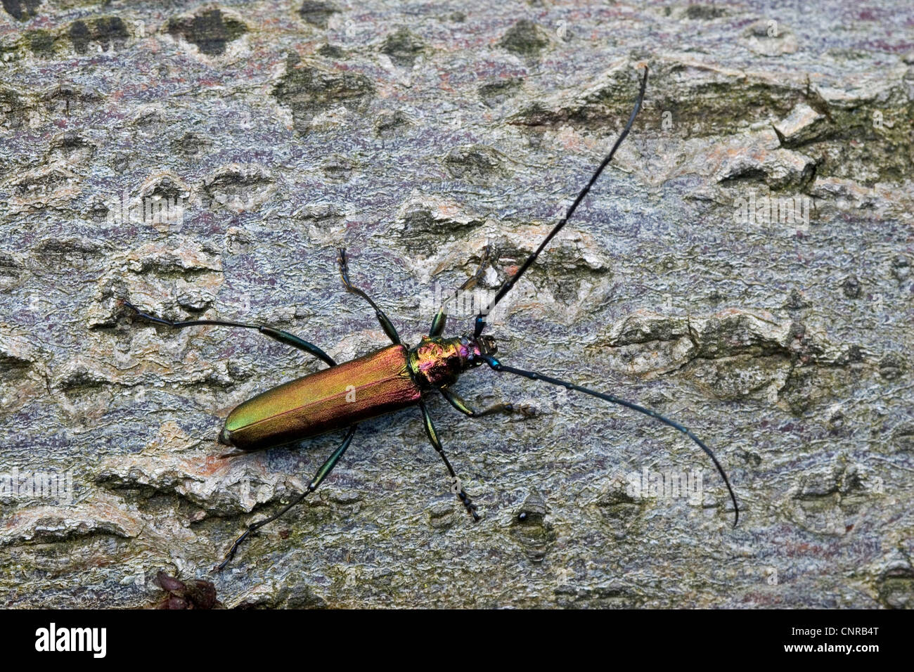 musk beetle (Aromia moschata), on bark, Germany, Bavaria Stock Photo ...