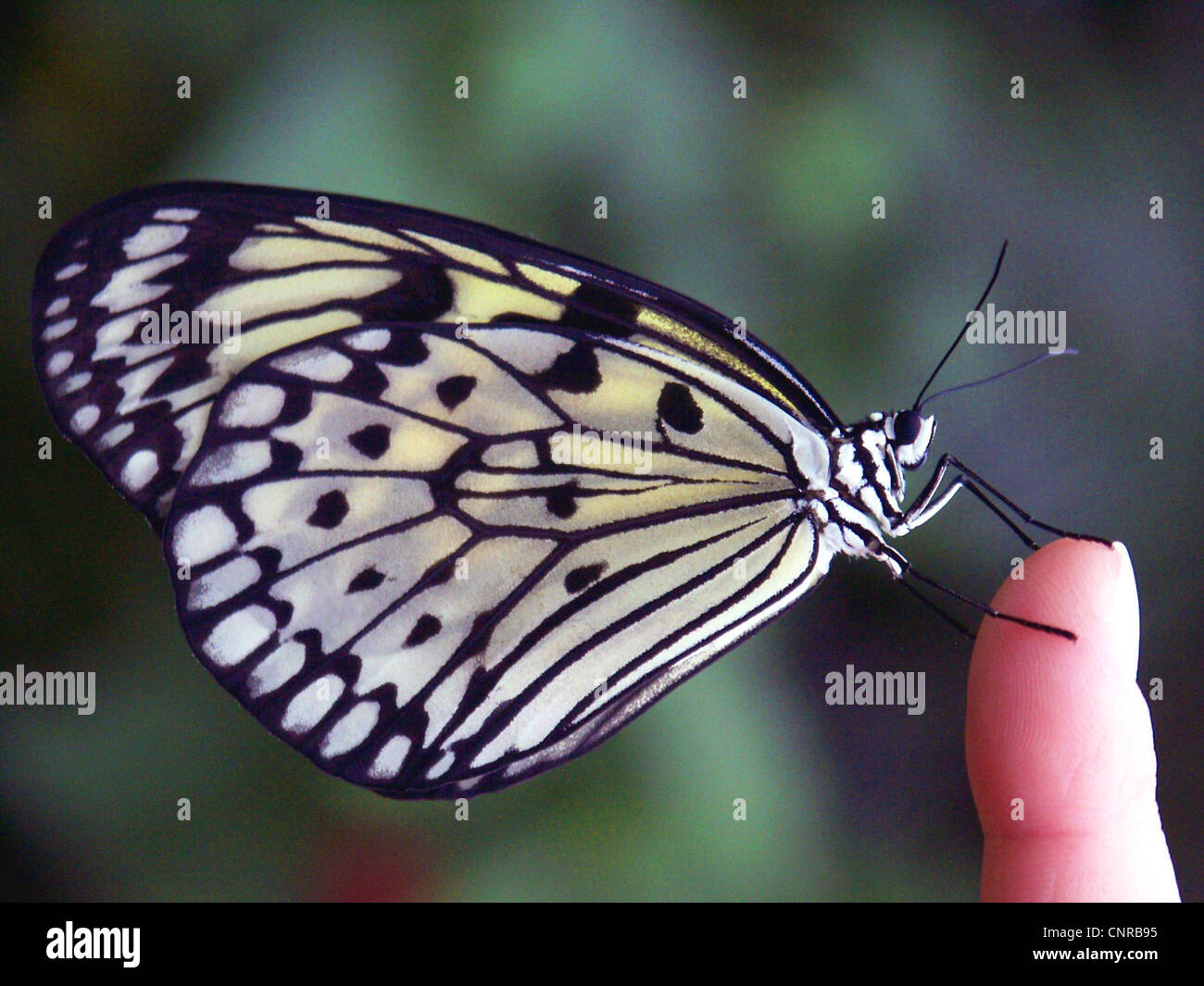 Butterfly on a finger Stock Photo - Alamy