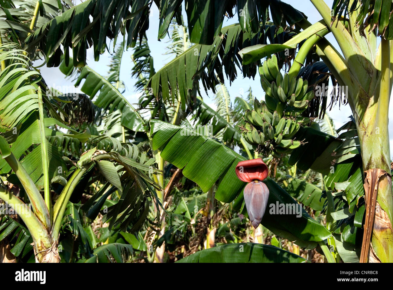 banana (Musa paradisiaca, Musa x paradisiaca), inflorescence and young ...