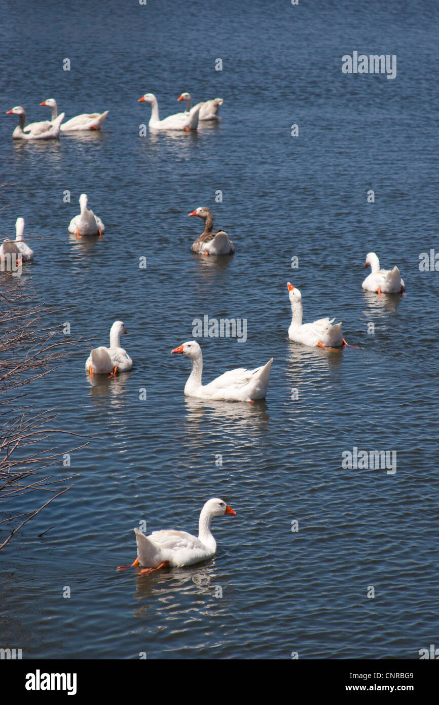 Geese swimming around a pond on a farm in Elands Bay, Western Cape ...