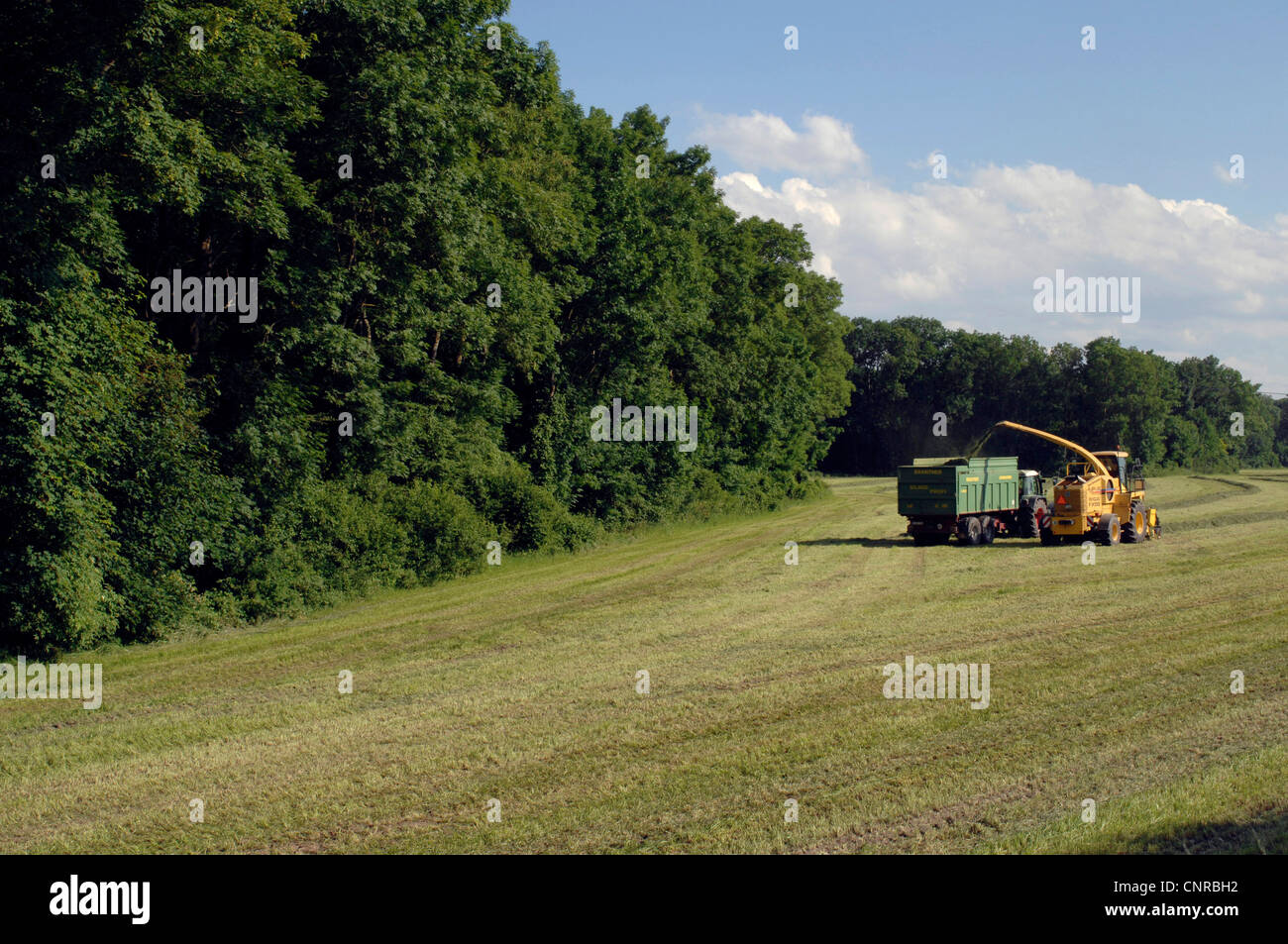 harvesting forage plants to make silage, Germany Stock Photo - Alamy