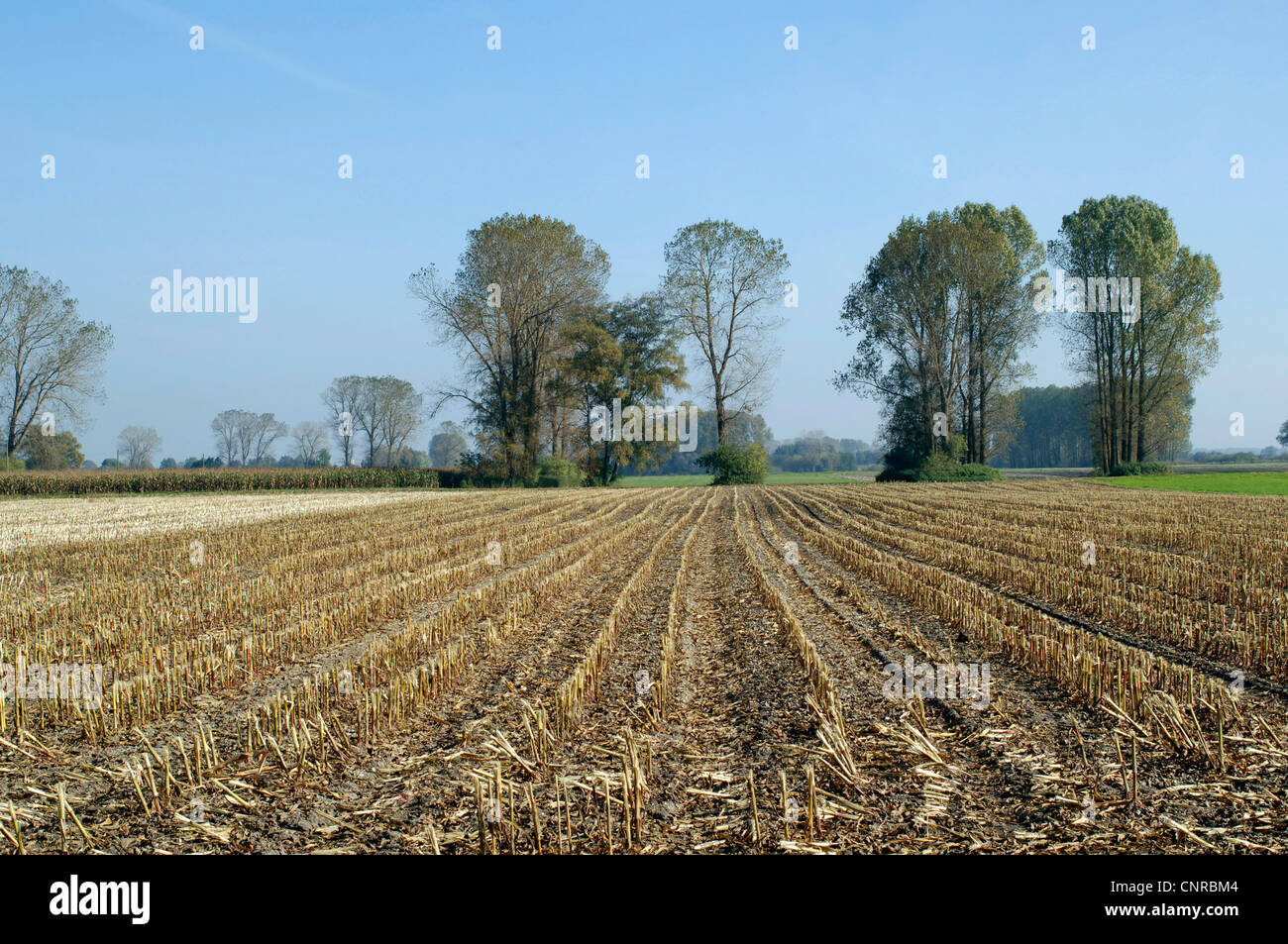 Indian corn stubble hi-res stock photography and images - Alamy