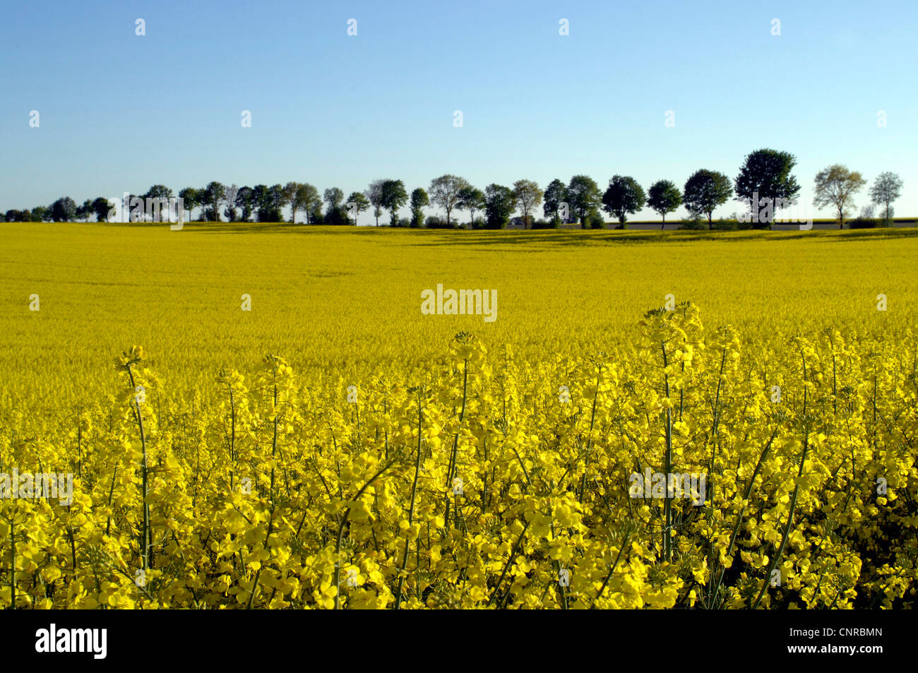 rape, turnip (Brassica napus), blooming rape field, Germany Stock Photo ...