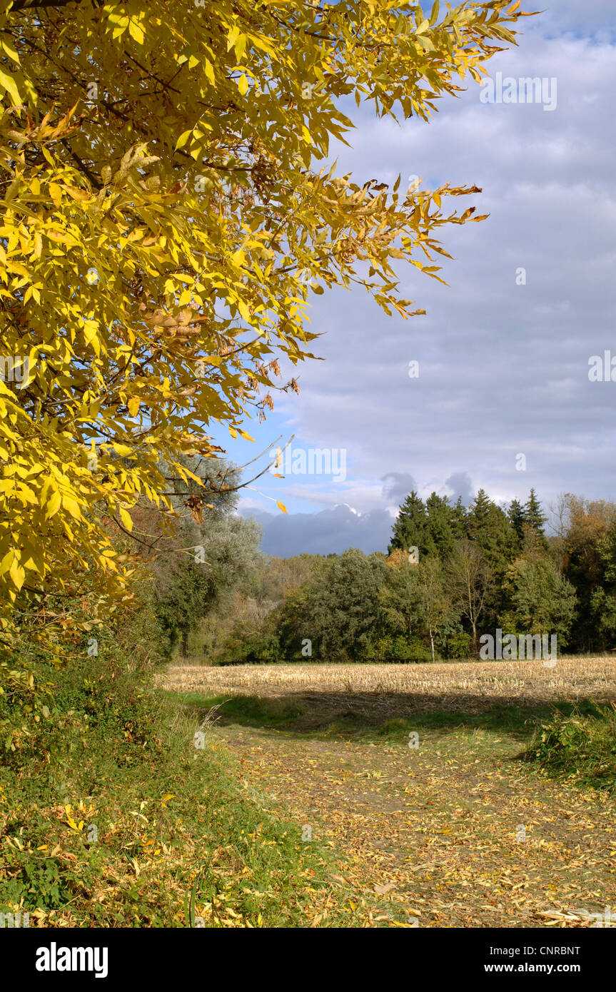 autumn landscape with path, stubble field and field grove, Germany ...