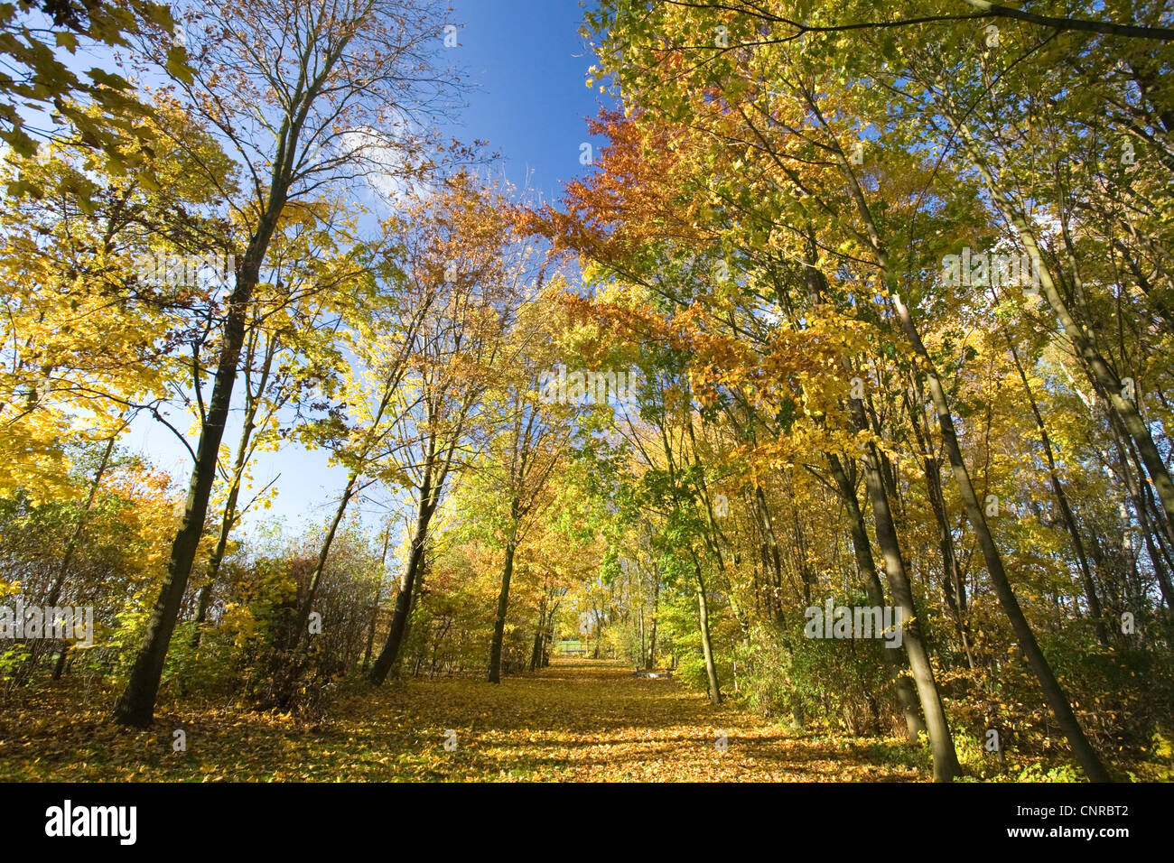 autumn colouration in a forest with path, Germany Stock Photo - Alamy