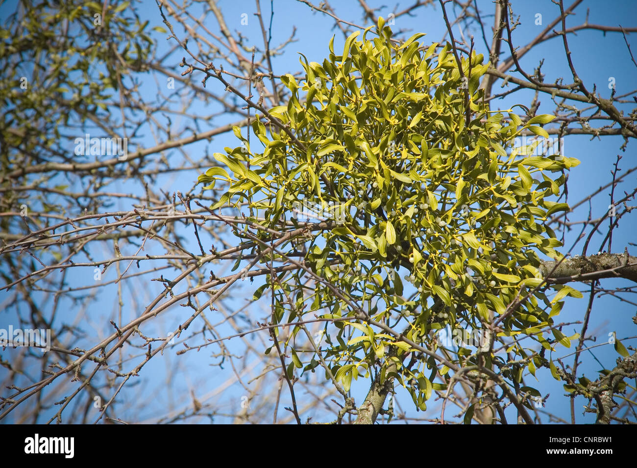 Christmas mistletoe on a tree Stock Photo - Alamy