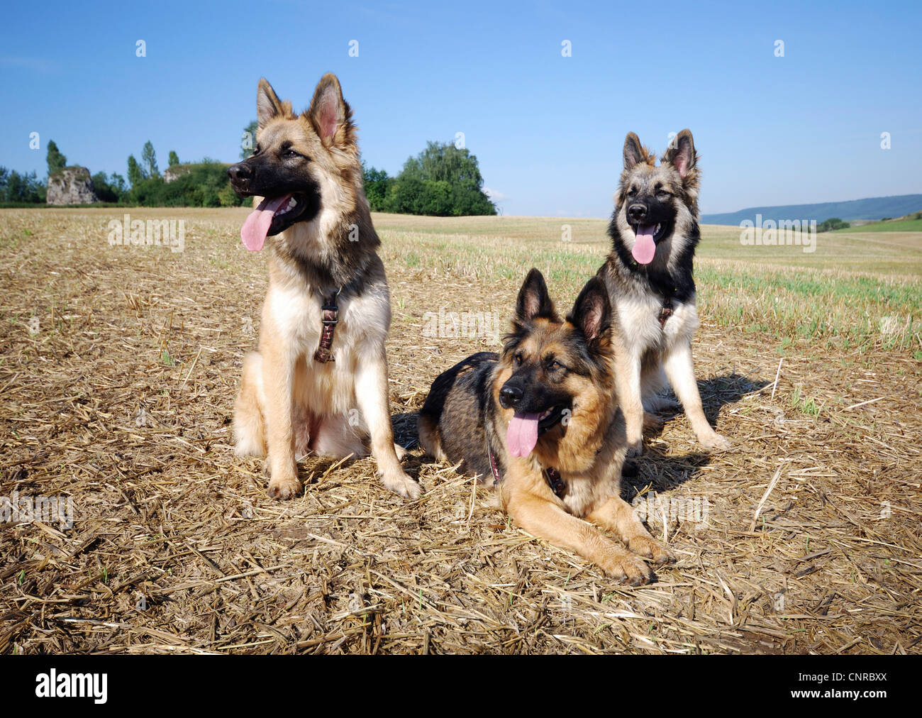 Old German Sheepdog (Canis lupus f. familiaris), with two young animals ...