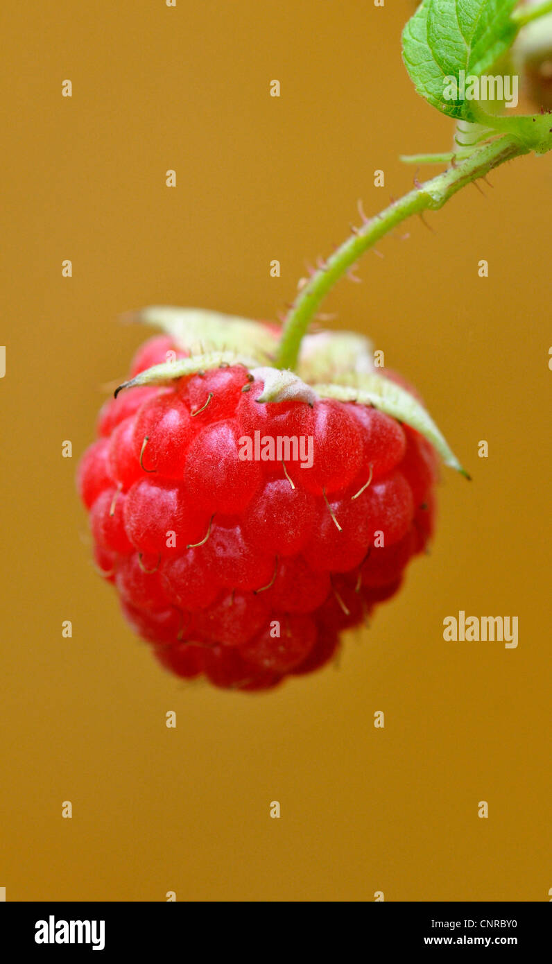 European red raspberry (Rubus idaeus), mature fruit Stock Photo - Alamy
