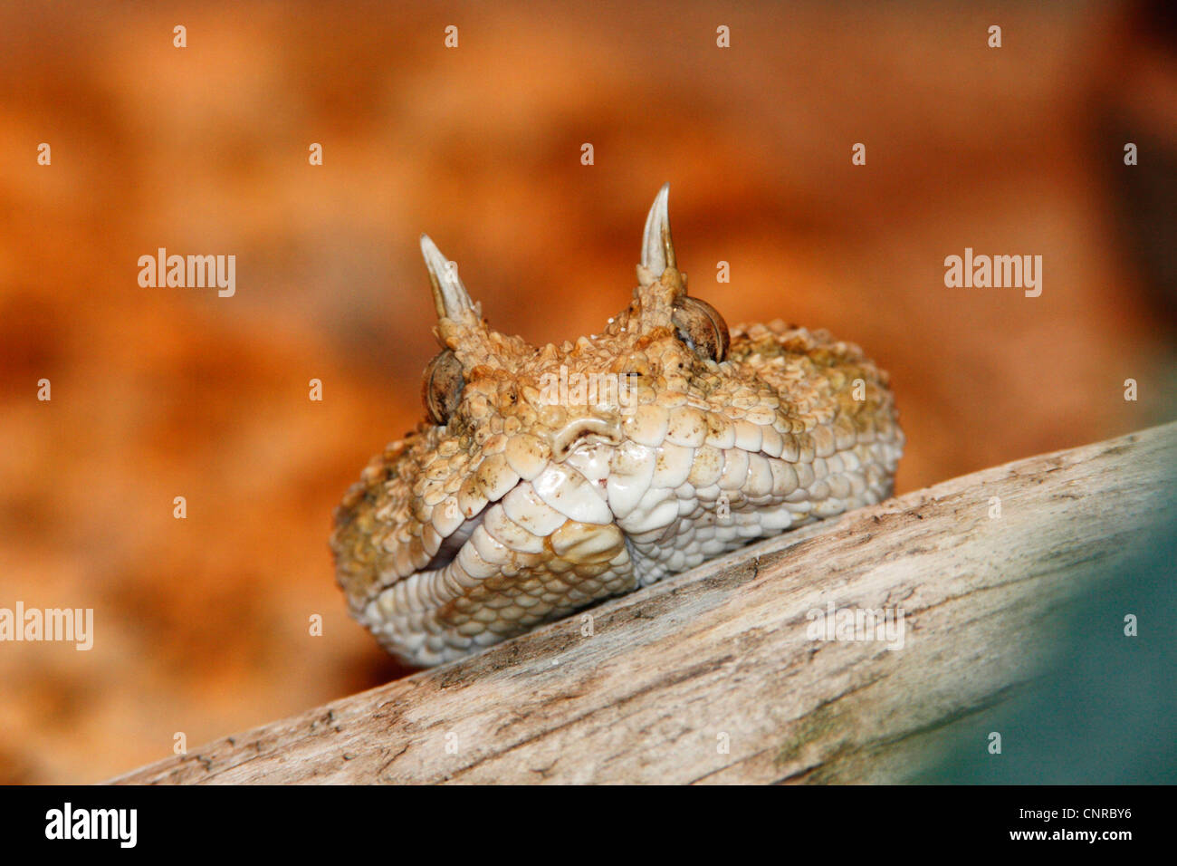 African Horned Viper Wallpaper