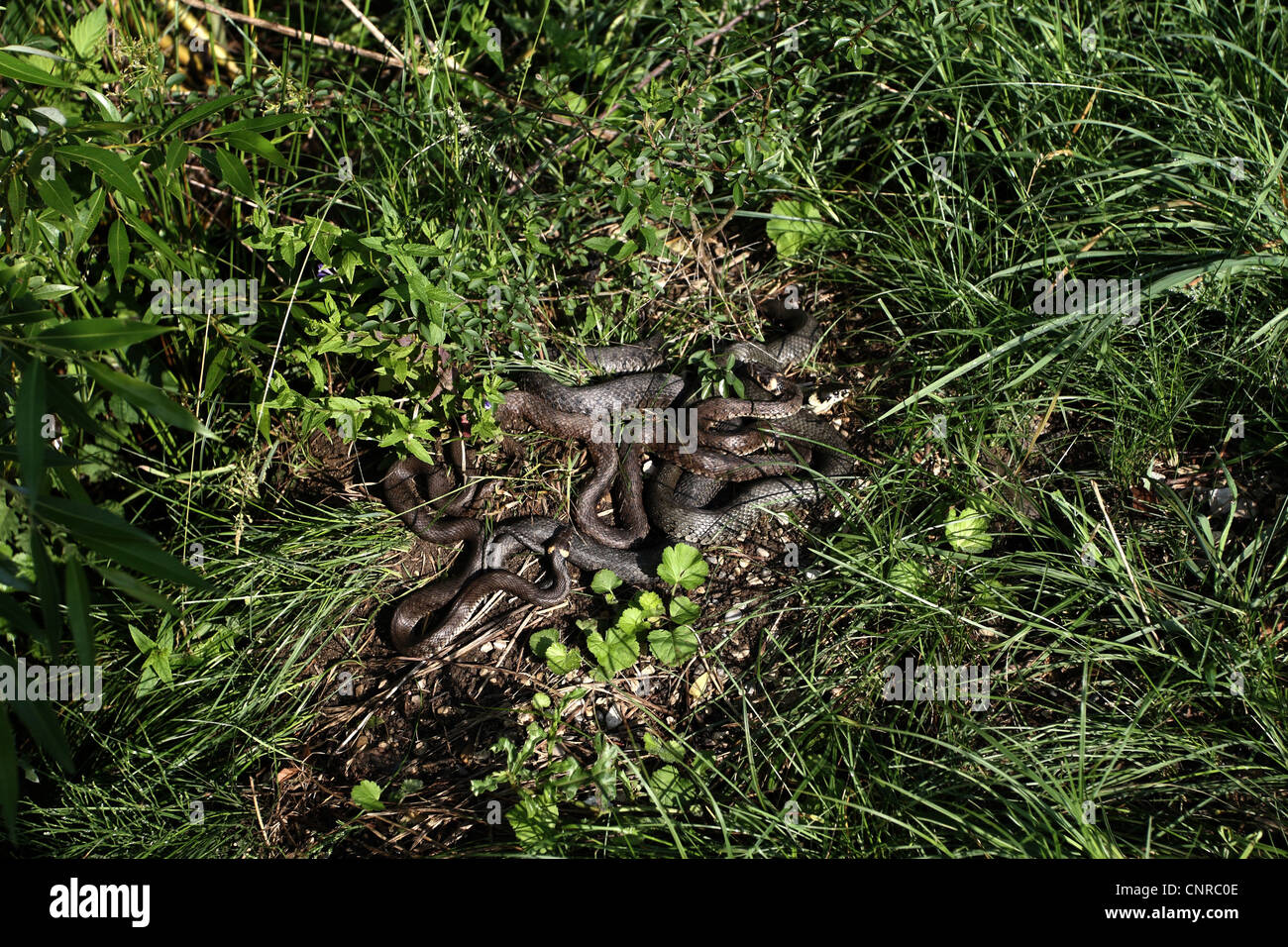 grass snake (Natrix natrix), several individuals sunbathing together ...