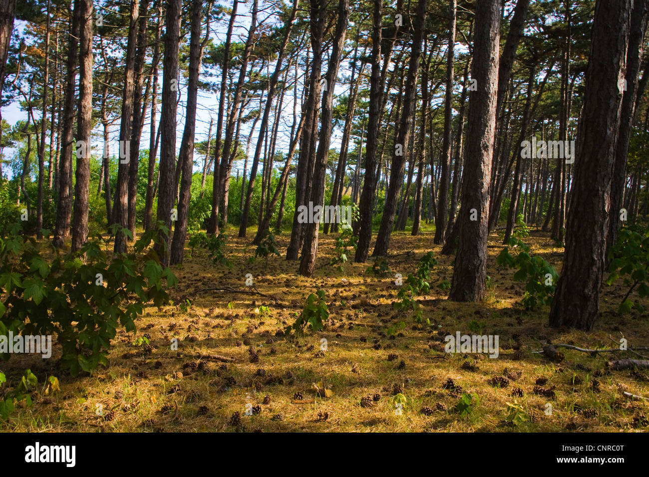 Scotch pine, scots pine (Pinus sylvestris), pine forest on Norderney ...
