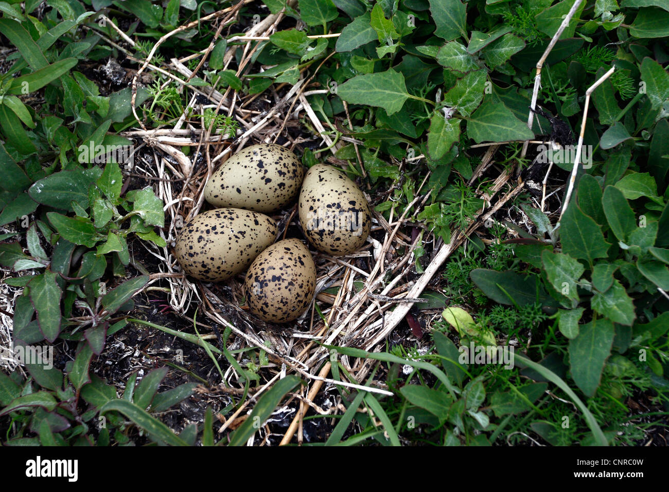 pied avocet (Recurvirostra avosetta), eggs, Sweden, Oeland Stock Photo ...