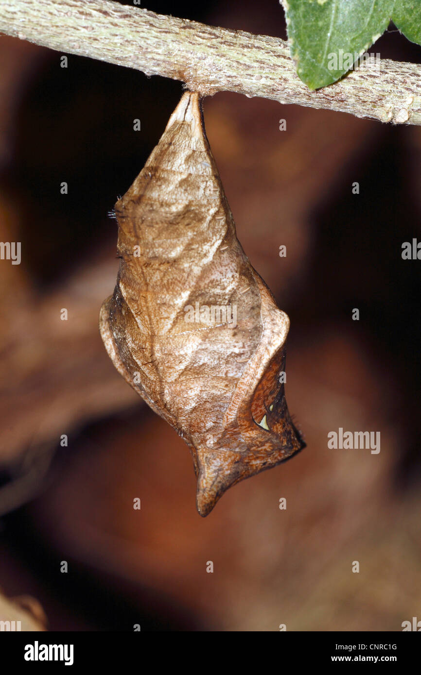 Giant Owl (Caligo atreus), pupa Stock Photo - Alamy
