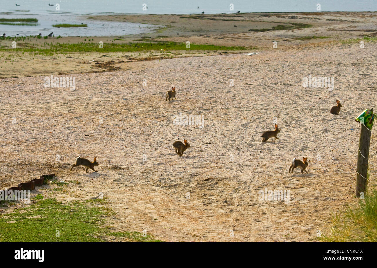 European rabbit (Oryctolagus cuniculus), rabbits on the beach, Germany ...