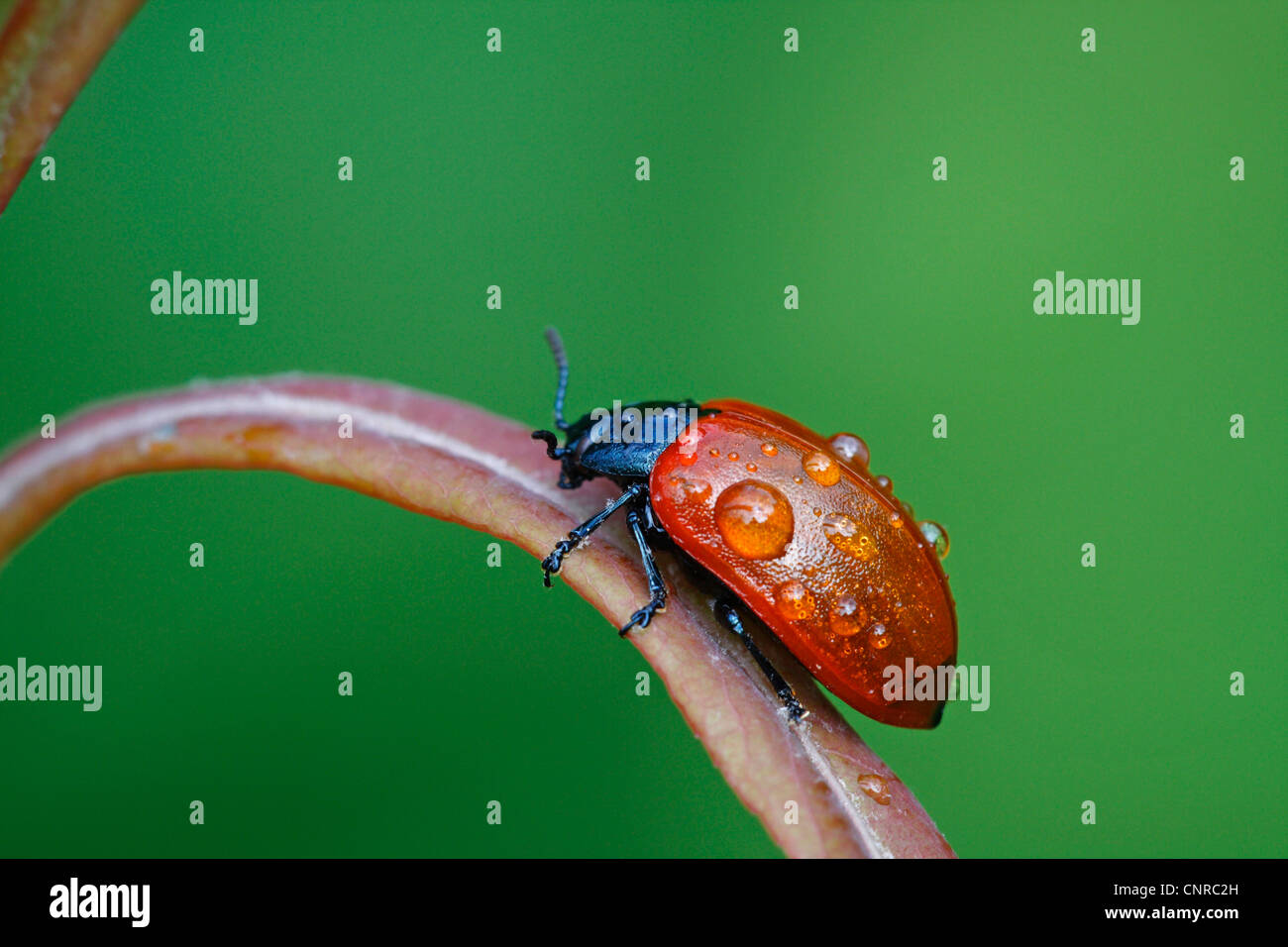 Poplar leaf beetles hi-res stock photography and images - Alamy