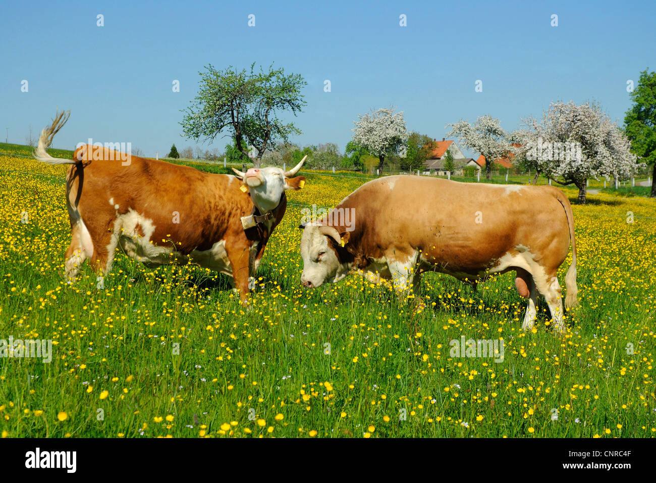 domestic cattle (Bos primigenius f. taurus), Hinterwaelder Cattle. Bull ...