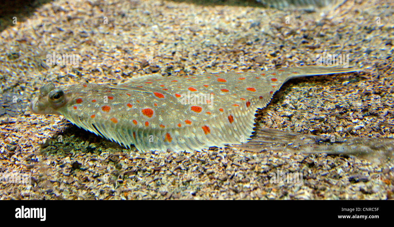 Our plaice hi-res stock photography and images - Alamy