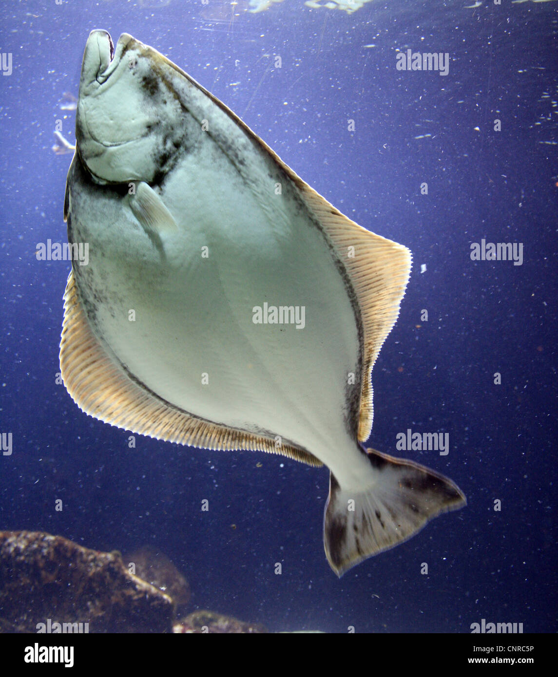 Halibut hi-res stock photography and images - Alamy