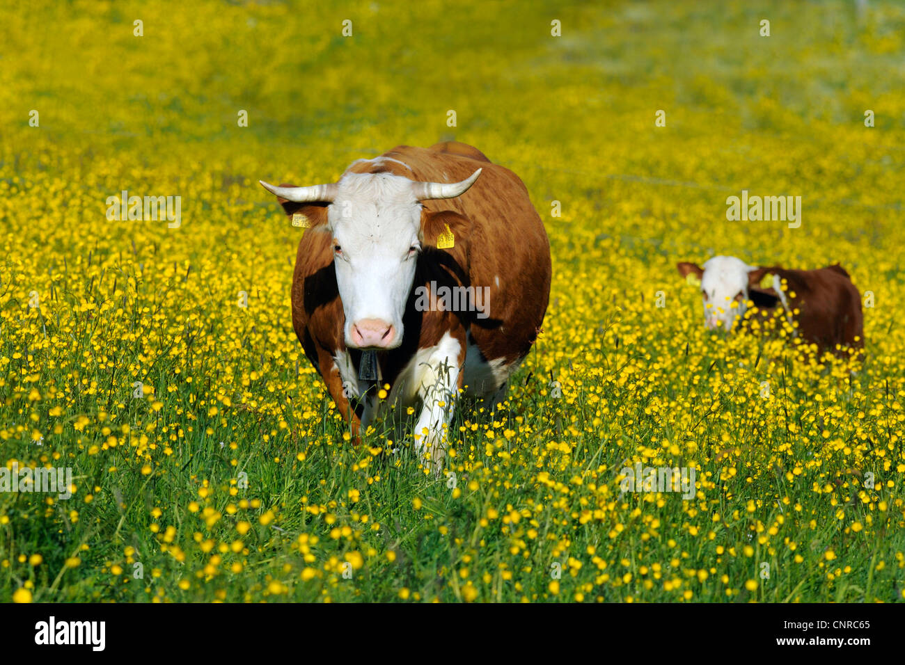 domestic cattle (Bos primigenius f. taurus), Hinterwaelder Cattle. Cow ...