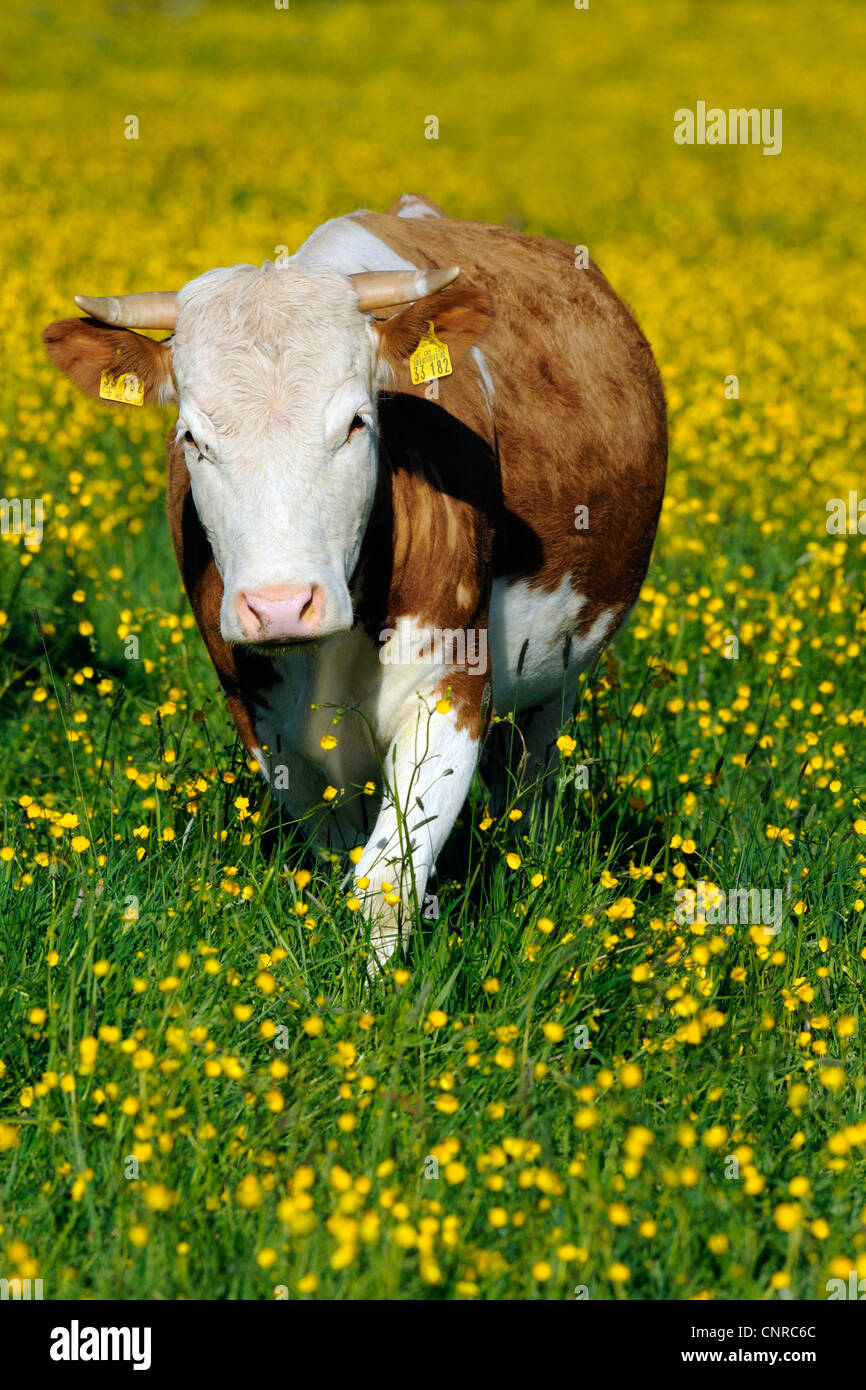 domestic cattle (Bos primigenius f. taurus), Hinterwaelder Cattle. Cow ...