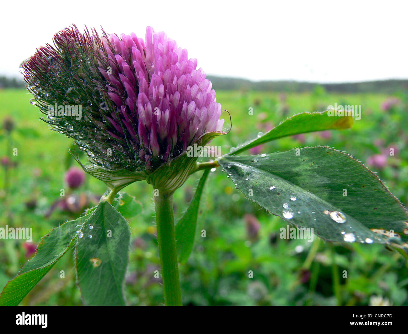 Norwegian clover hi-res stock photography and images - Alamy
