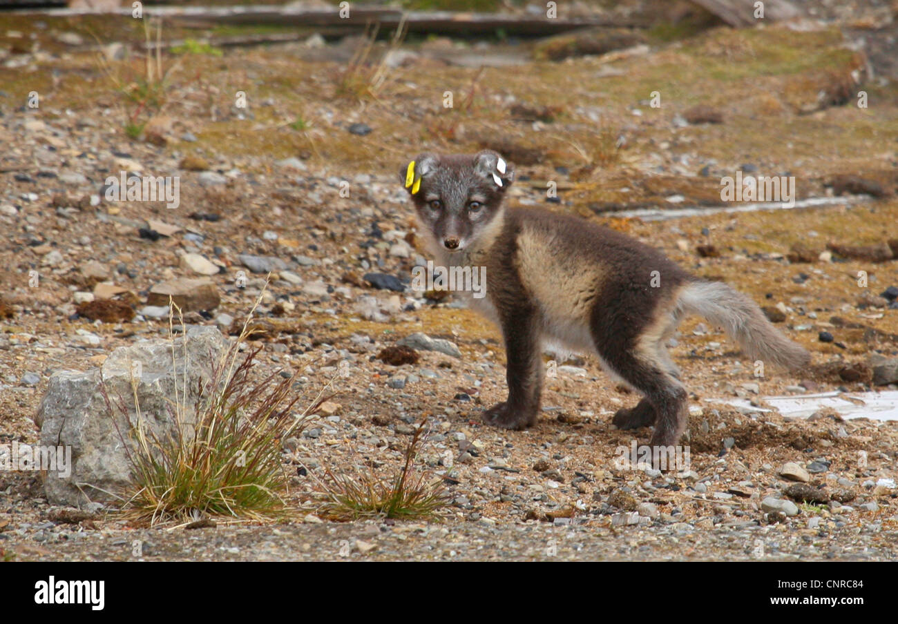 Norway arctic fox hi-res stock photography and images - Alamy