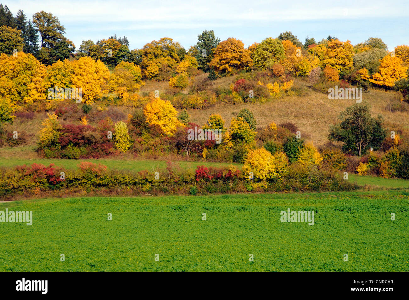 Extensive mature hedge landscape in autumn colours , Germany, Baden ...