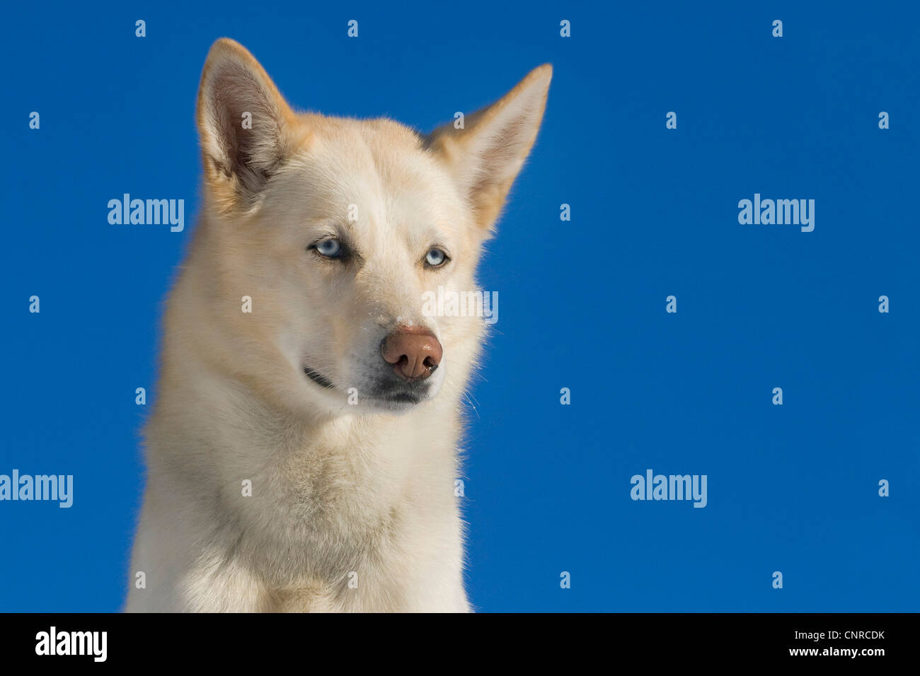 Siberian Husky (Canis lupus f. familiaris), portrait Stock Photo - Alamy