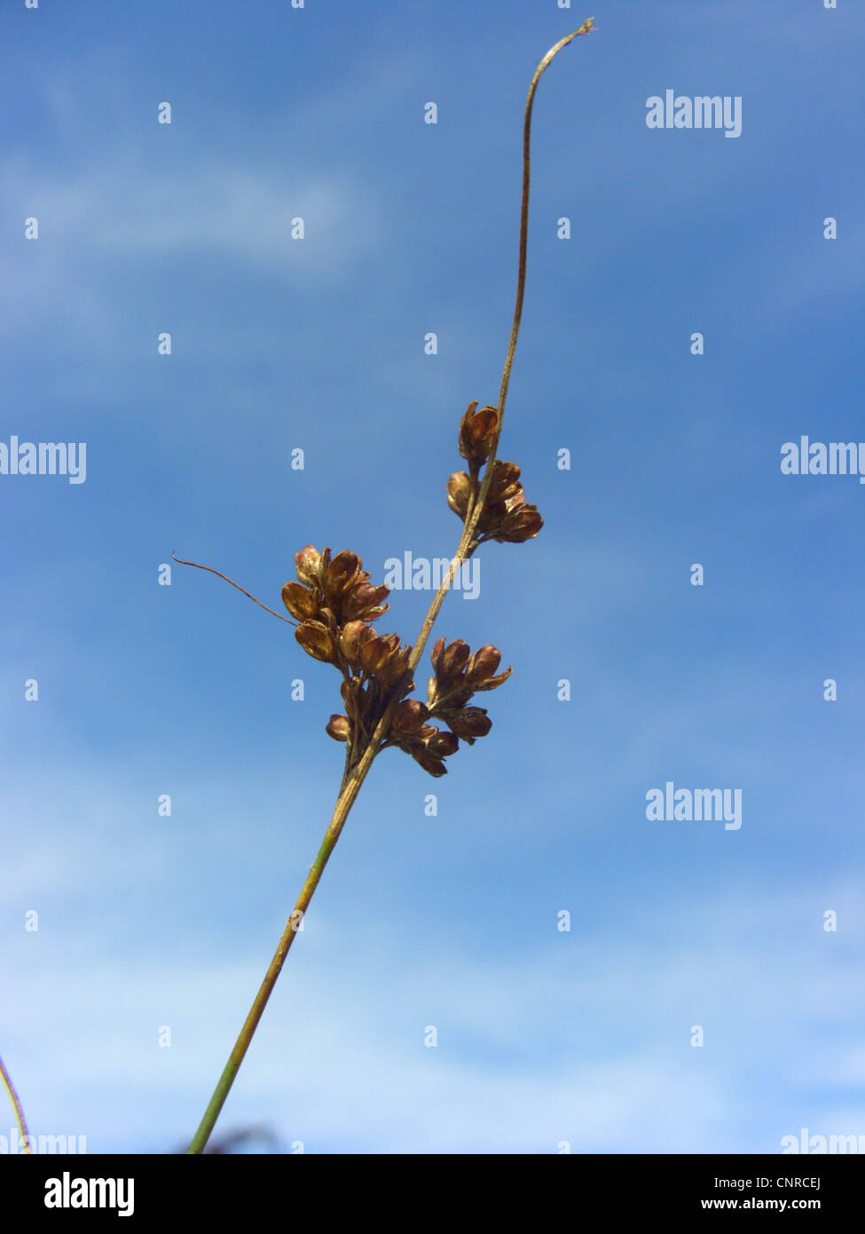 black grass rush, black-grass rush, salt-marsh rush (Juncus gerardii ...