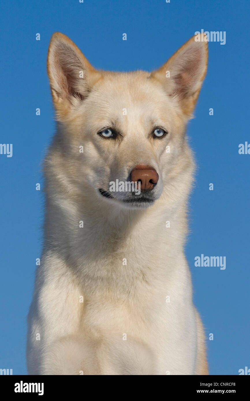 Siberian Husky (Canis lupus f. familiaris), portrait of a 5-year-old ...