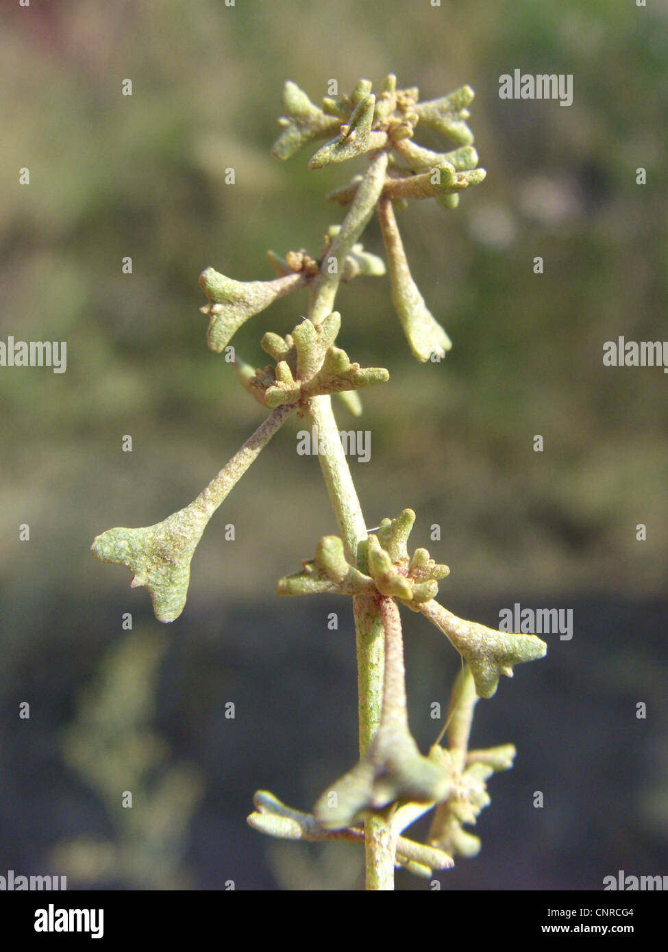 pedunculate sea-purslane (Atriplex pedunculata), infructescence ...