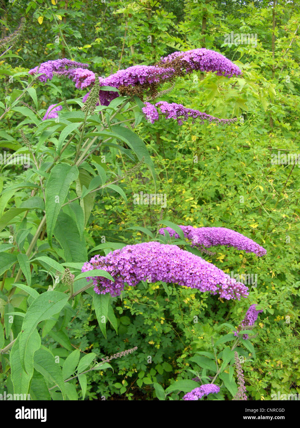 orange eye butterfly bush, violet butterfly bush (Buddleja davidii ...
