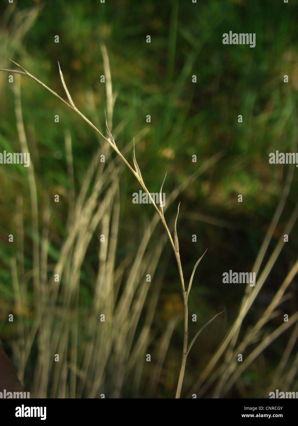 Moor mat grass nardus stricta hi-res stock photography and images - Alamy
