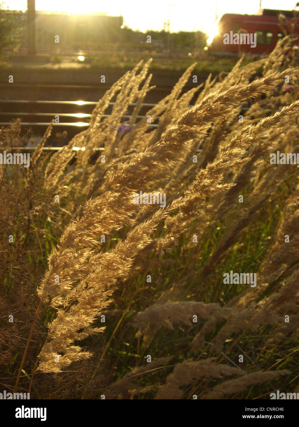 wood small-reed, feathertop (Calamagrostis epigejos), in evening light ...