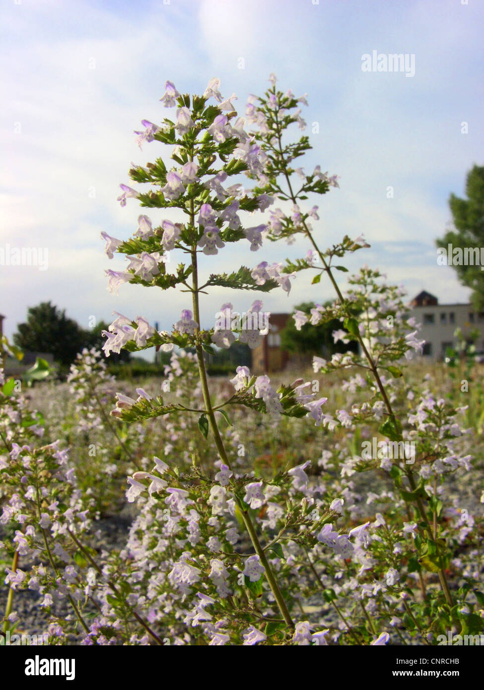 Nepitella calamintha nepeta hi-res stock photography and images - Alamy