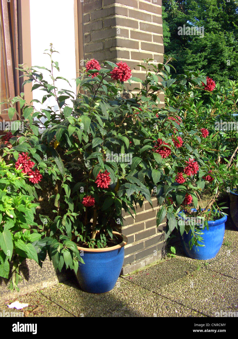Bastard jasmine, Red Cestrum (Cestrum elegans, Cestrum purpureum ...