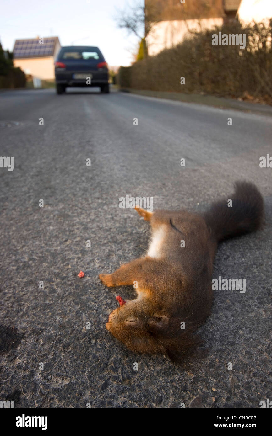 Dangerous roadkill hi-res stock photography and images - Alamy