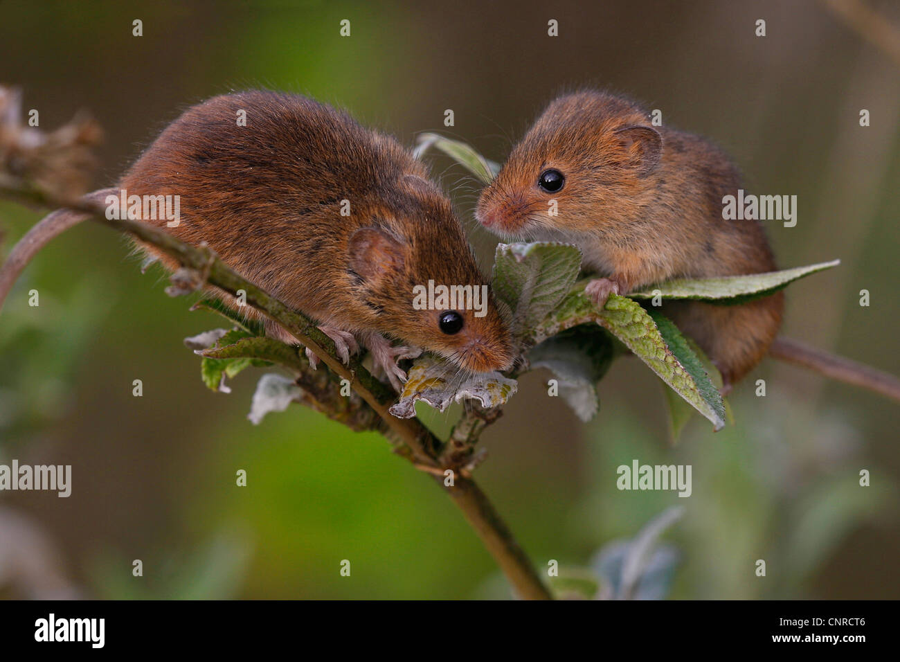 Harvest mouse hi-res stock photography and images - Alamy