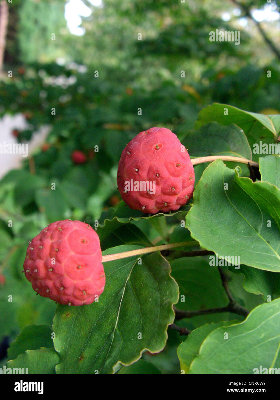 Kousa dogwood fruit cornus kousa hi-res stock photography and images ...