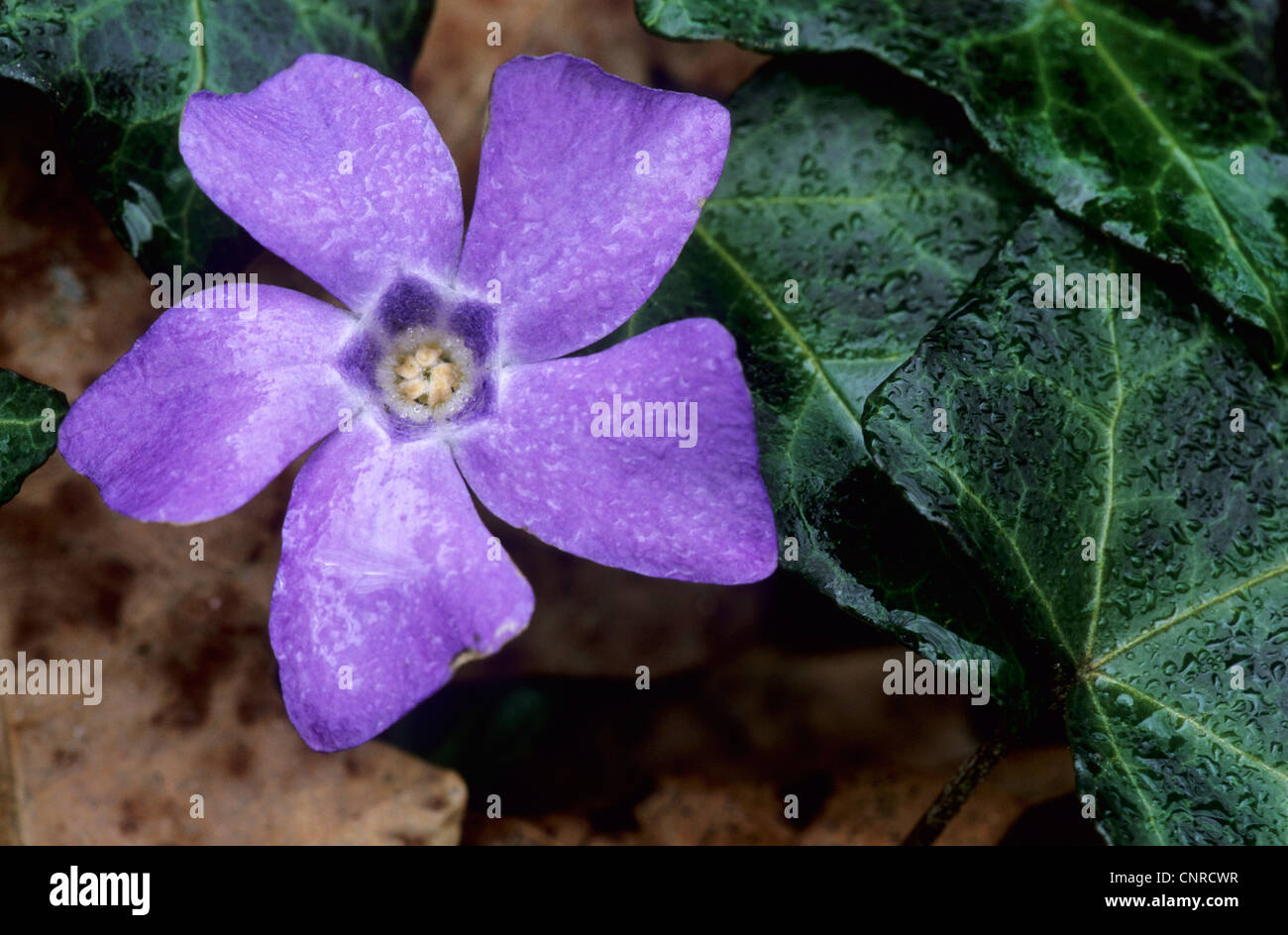 common periwinkle, lesser periwinkle, small-leaved periwinkle (Vinca ...