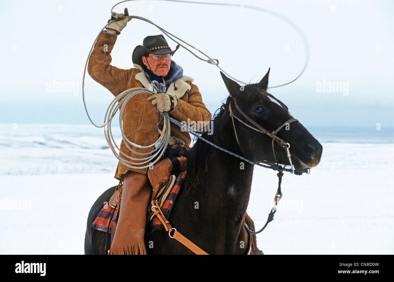 Cowboy roping with his lasso, Canada Stock Photo - Alamy