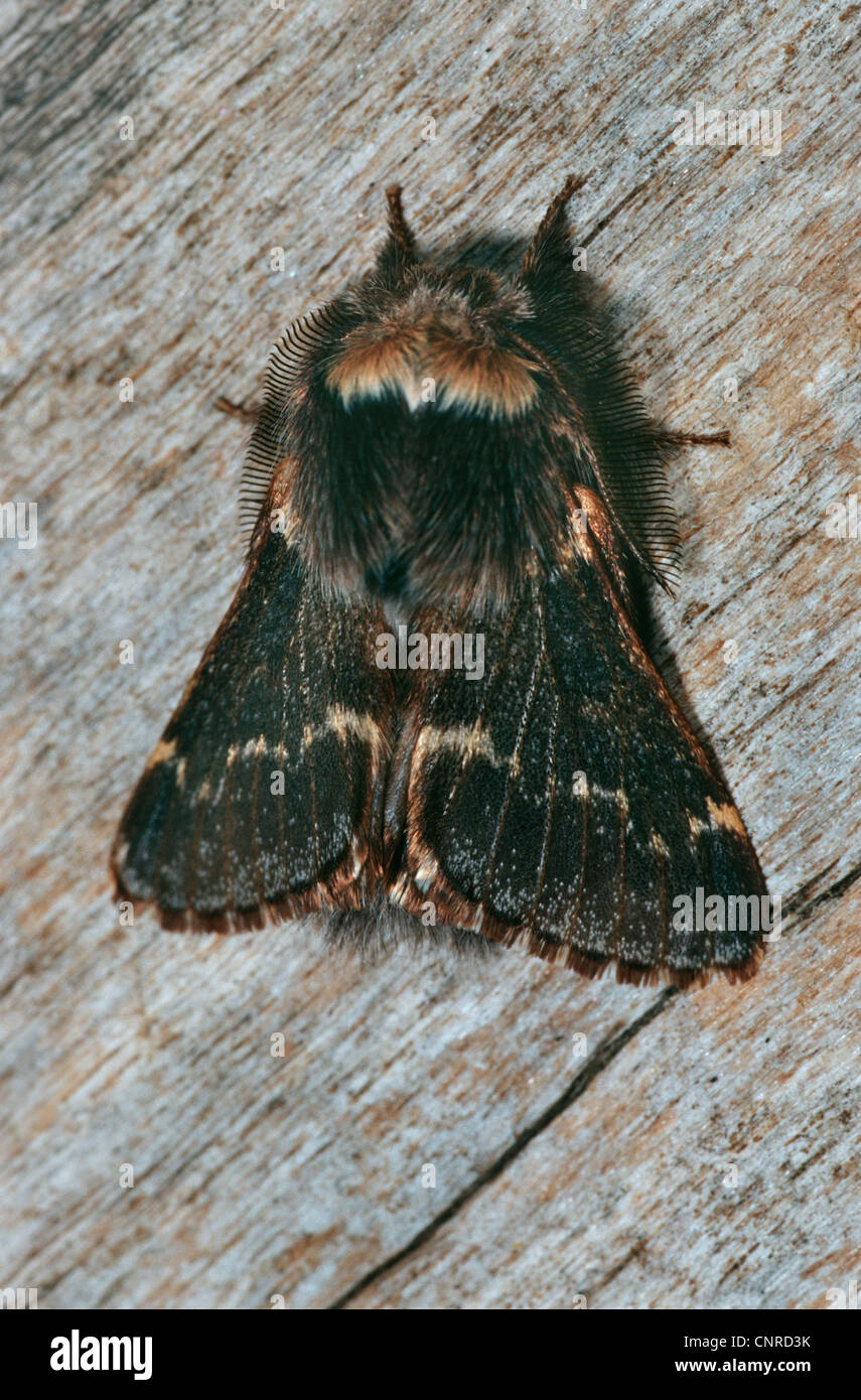 Moth organs hi-res stock photography and images - Alamy