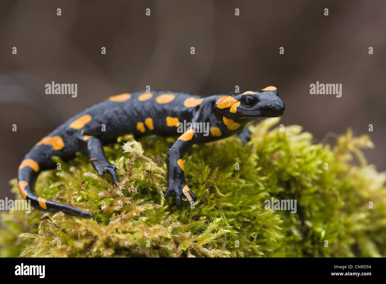 European fire salamander (Salamandra salamandra), on moss, Germany ...