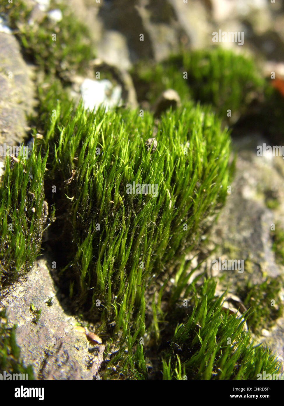 campylopus moss (Campylopus introflexus), growing on a rock wall ...